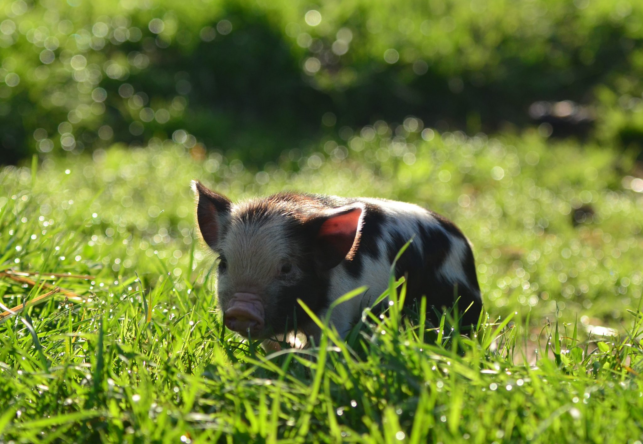Weaning Pasture Piglets - Countryside